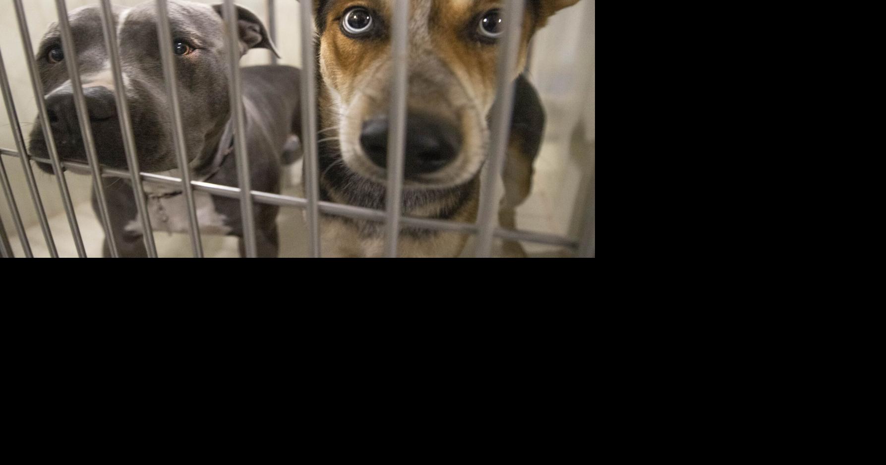 Kern County Animal Services to waive adoption fees Saturday | News ...
