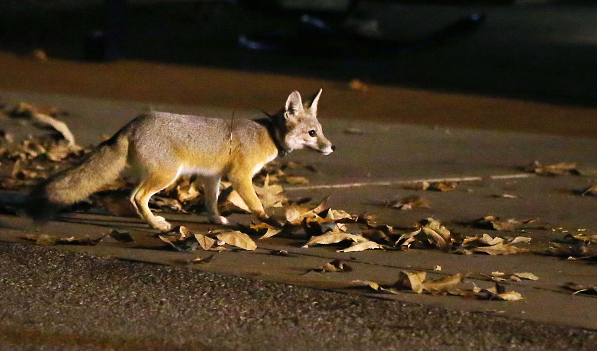 San Joaquin Kit Fox Comes Out at Night at CSUB. | Photo Gallery ...