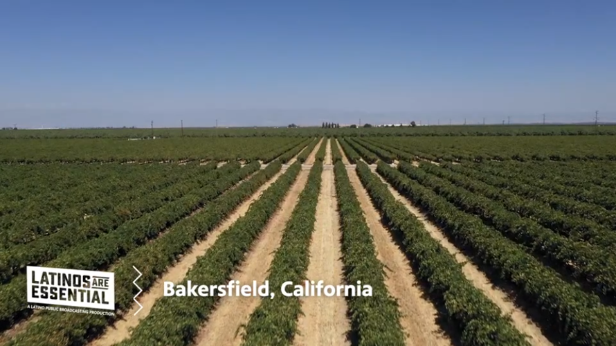 ‘The Seeds They Grow’ delivers a personal insight into Bakersfield’s ...