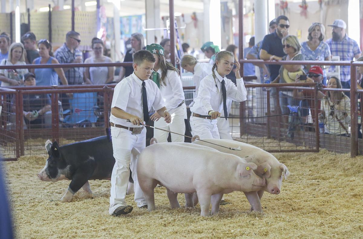 Kids showing farm animals at fairs have new requirements in 2019 | News ...