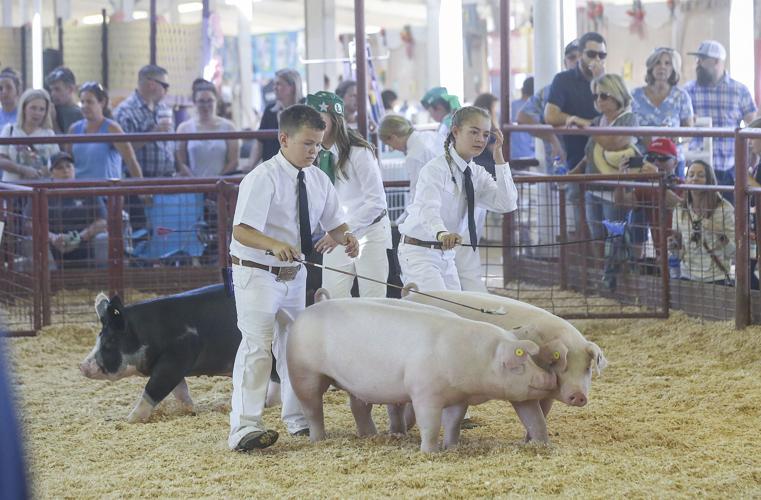 Kids showing farm animals at fairs have new requirements in 2019 | The ...