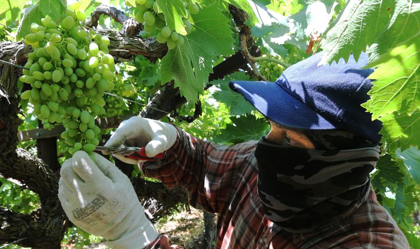 Grape growers turn a corner | The Delano Record | bakersfield.com