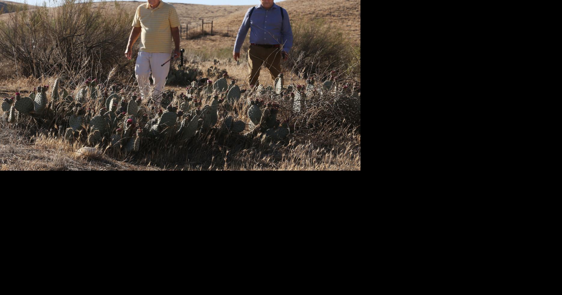 Endangered Bakersfield cactus threatened by off-road recreation | News ...