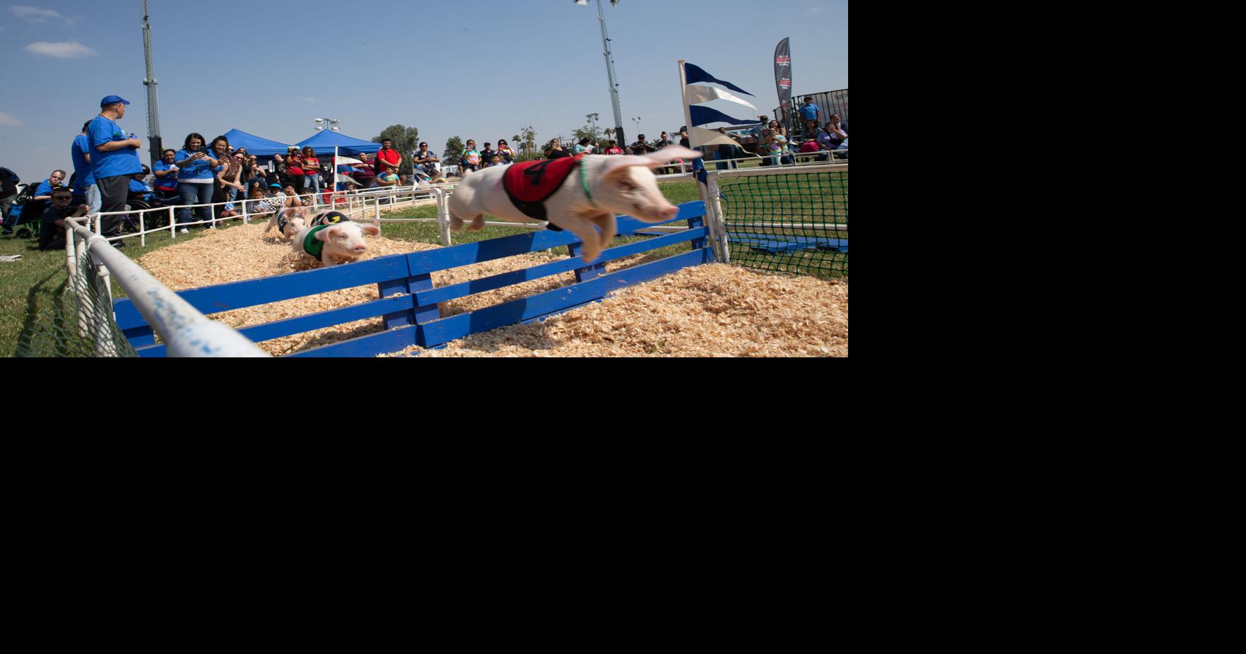 Pig racing is a sizzling sensation at Kern County Fair | News ...
