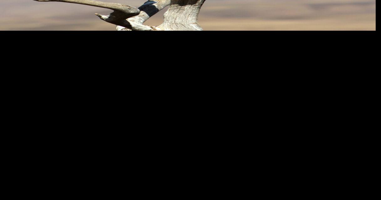 California condors continue decades-long return from annihilation ...