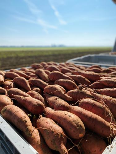 AROUND KERN COUNTY: Grounded in agriculture, boundless in innovation ...