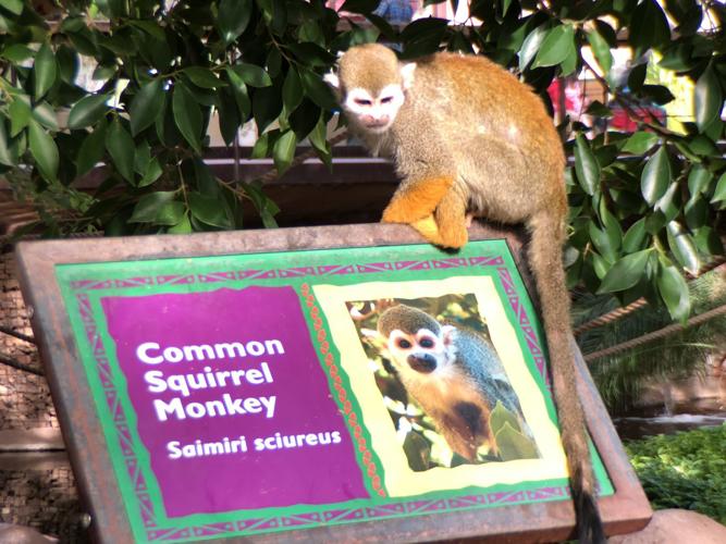 Phoenix Zoo puts animals past and present on display | Bakersfield Life ...