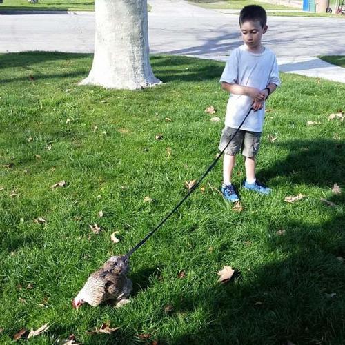 Chickens, other poultry banned from September's Kern County Fair | The ...