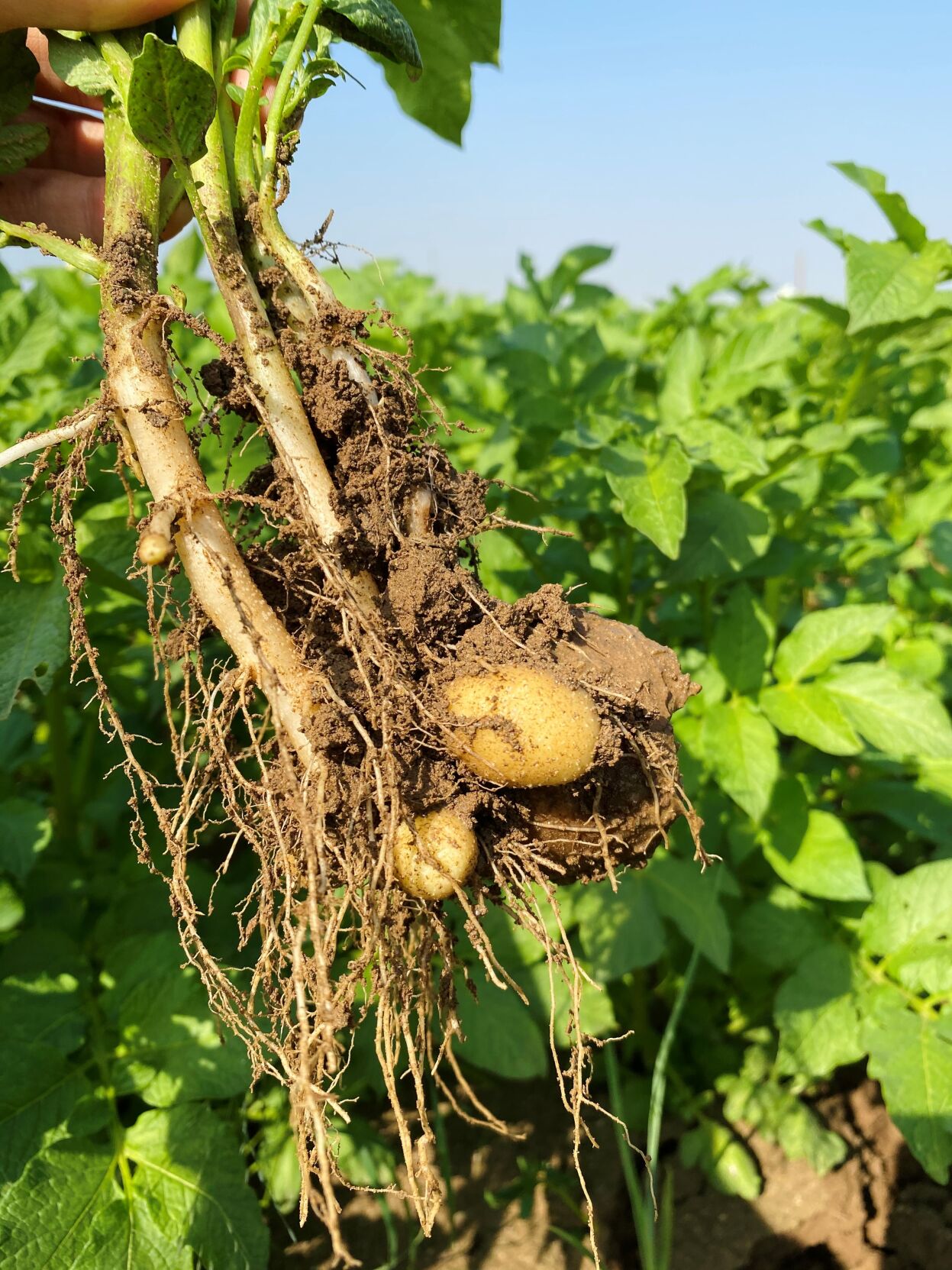 AROUND KERN COUNTY: Grounded in agriculture, boundless in innovation ...