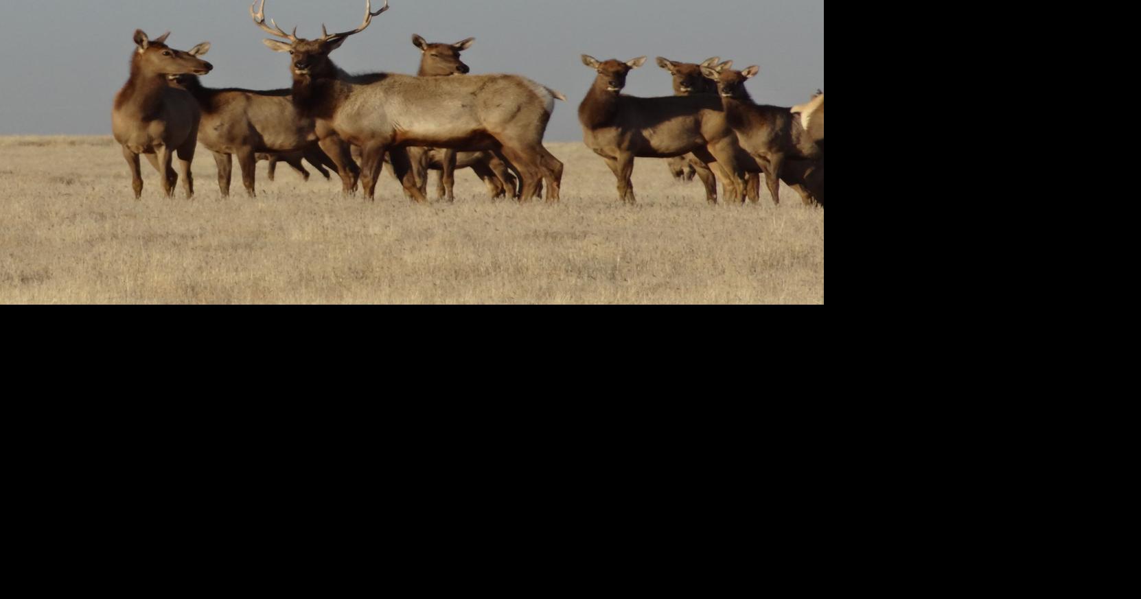 PHOTO GALLERY: Tule Elk can be seen at Wind Wolves Preserve | News ...