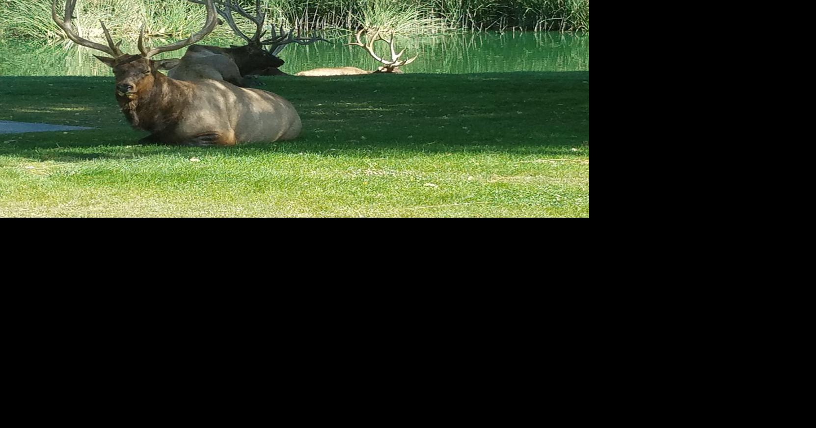 Through Your Lens: Wildlife in Kern County | Photo Galleries ...