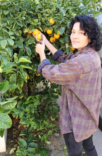 orange tree owners