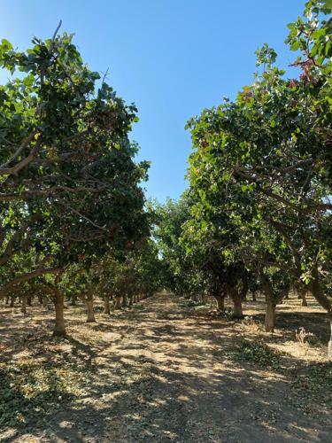 AROUND KERN COUNTY: Grounded in agriculture, boundless in innovation ...