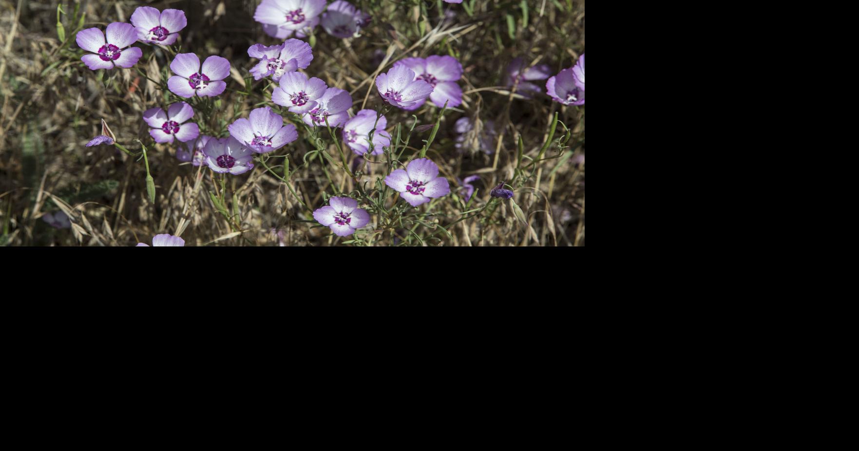 PHOTO GALLERY: Purple flowers on the Grapevine | Multimedia ...