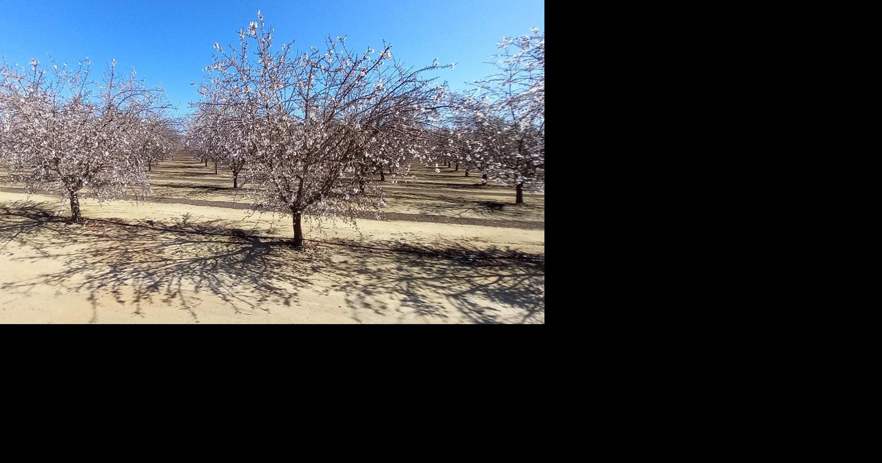 Almond Tree