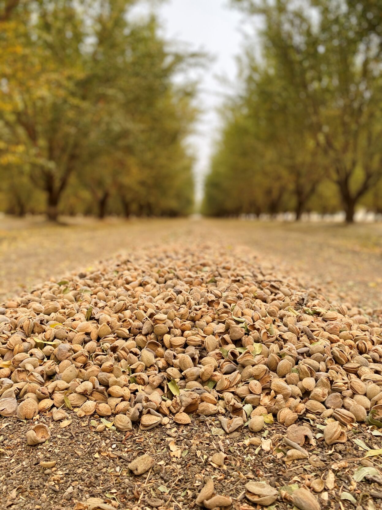 AROUND KERN COUNTY: Grounded in agriculture, boundless in innovation ...