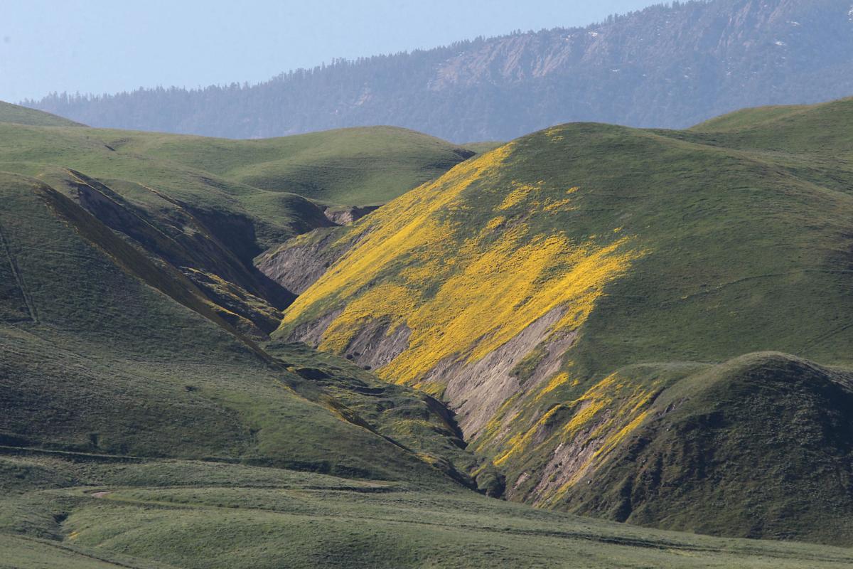 Photo Gallery: Wind Wolves Preserve In The Spring | Herb Benham ...