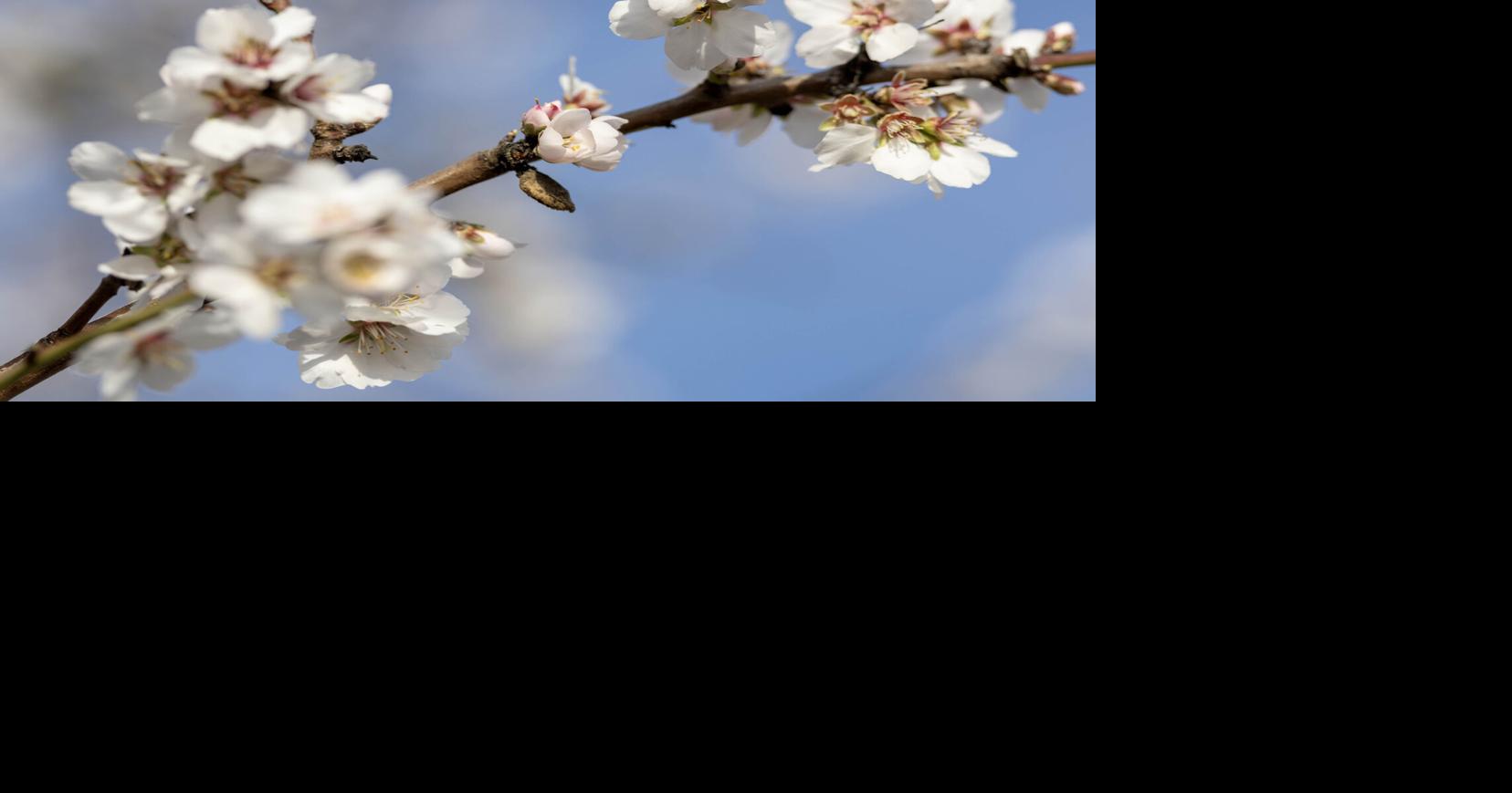 PHOTO GALLERY: Kern's annual almond bloom beautifies local orchards ...