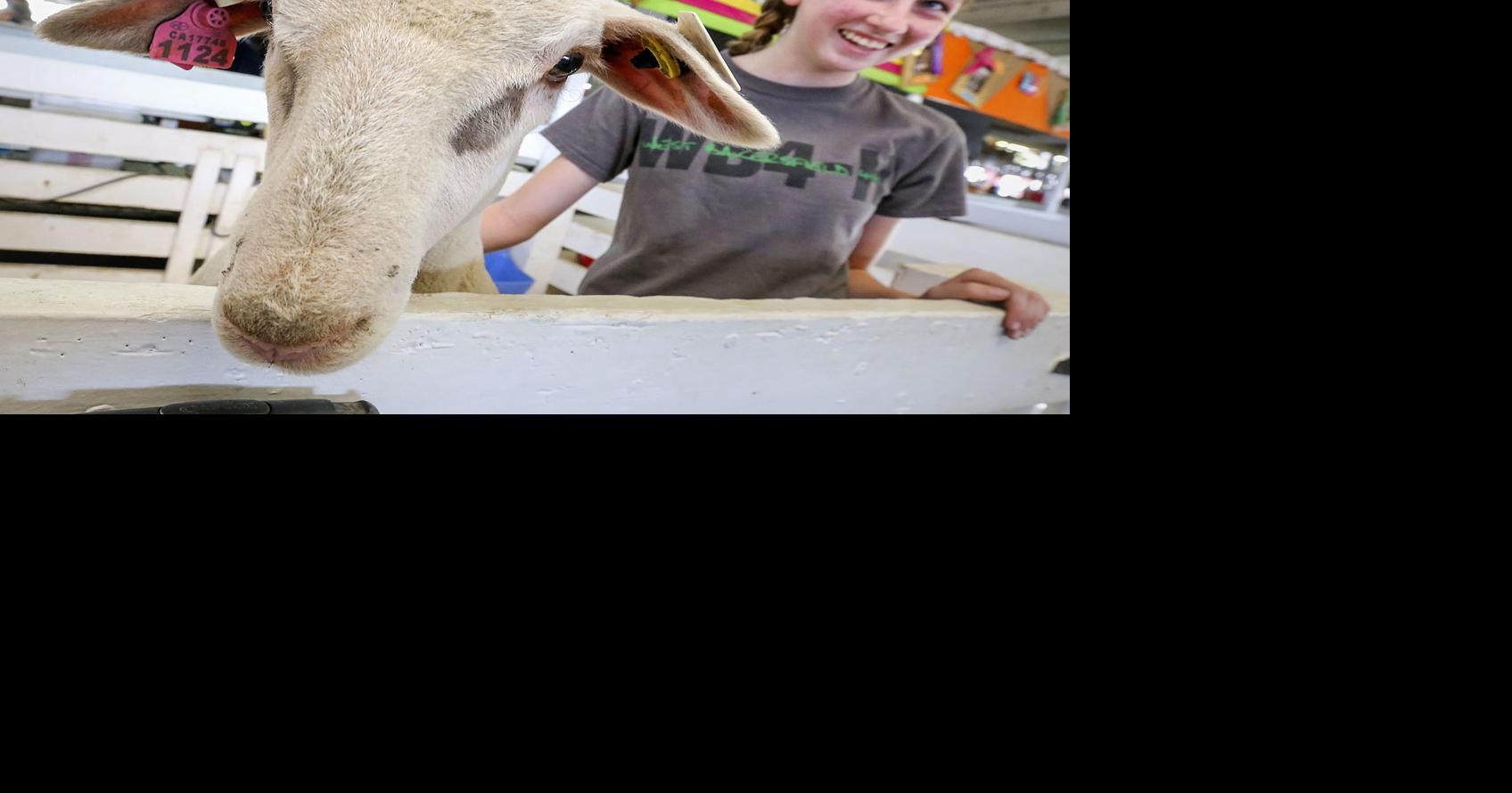 Kids showing farm animals at fairs have new requirements in 2019 | The ...