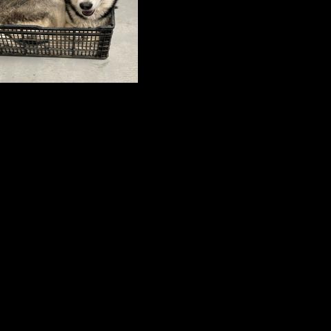 PET OF THE MONTH: Riley | Bakersfield Life | bakersfield.com