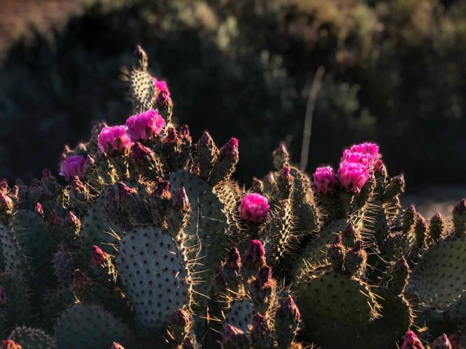 Native plants and where to find them: The search for native plants on ...