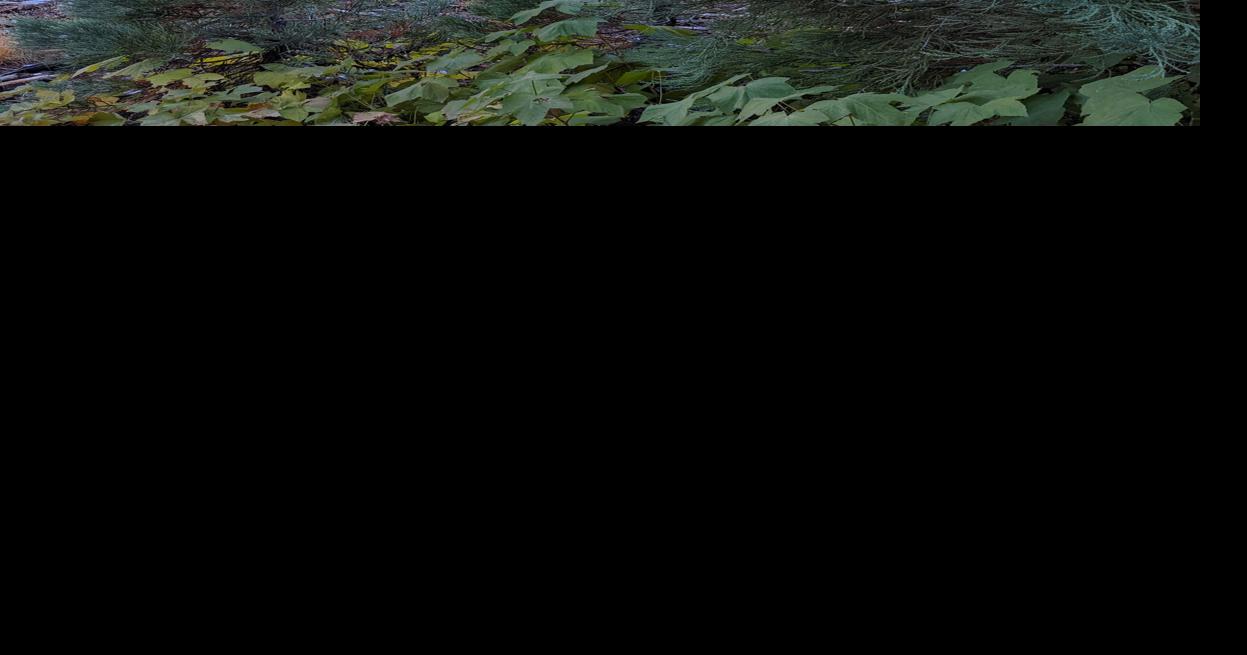 House Natural Resources Committee grills forest chief, others in ‘Save ...