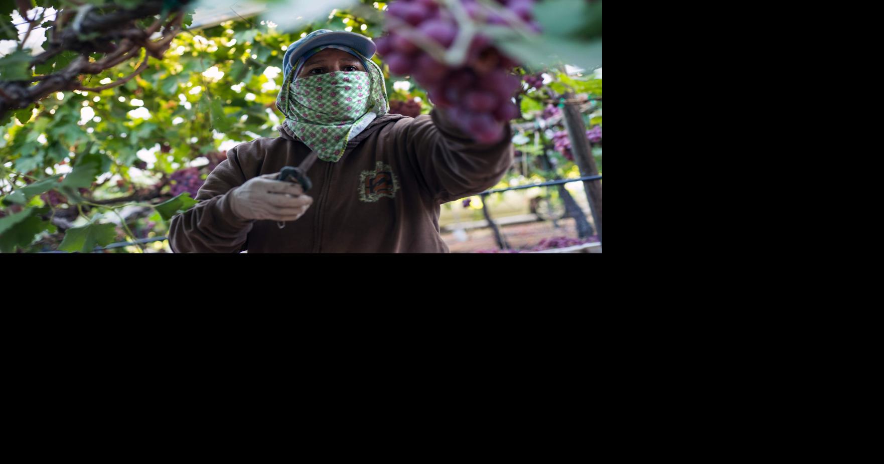 Bakersfield College harvesting oral histories of Delano area ...