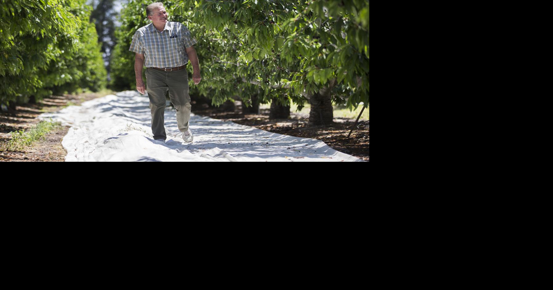 Tough winter weather devastates local cherry, blueberry crops | News ...