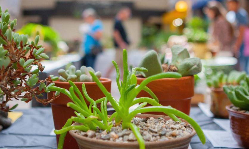 Home and Garden: Succulents prove to be the perfect low maintenance ...