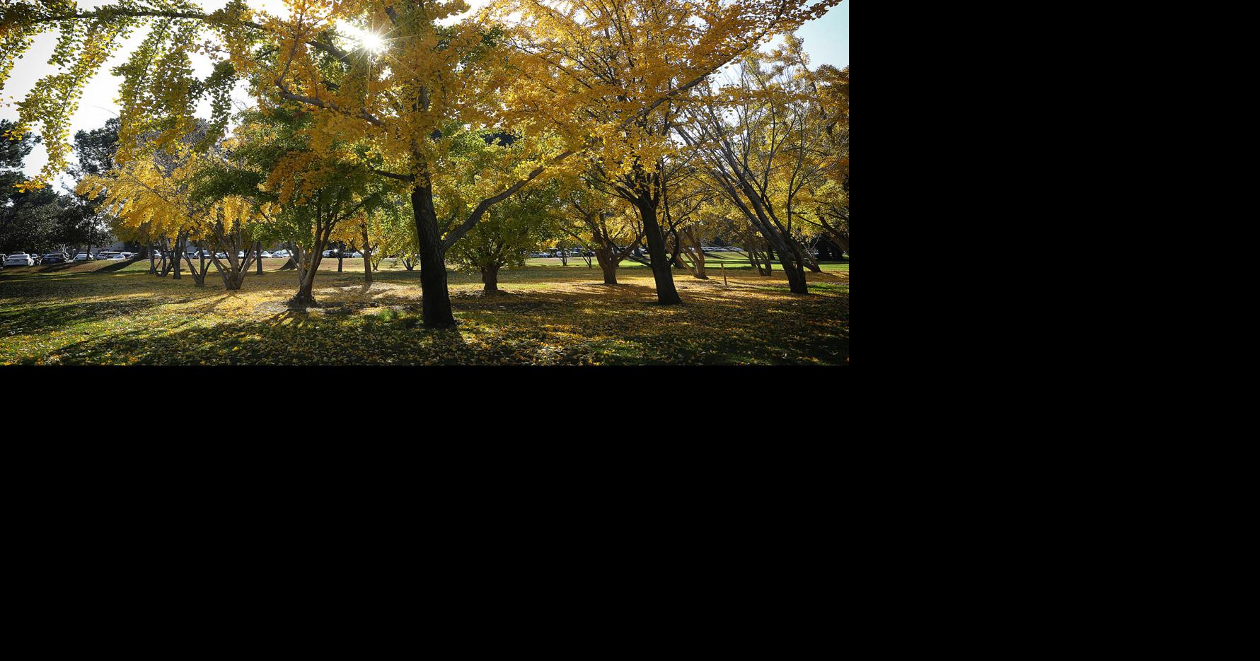 PHOTO GALLERY: Fall colors abound on Cal State Bakersfield campus ...