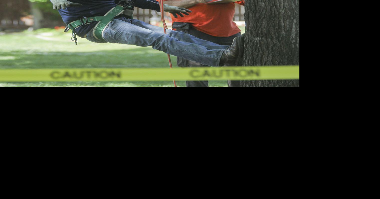Tree workers and arborists take exams to be certified by the ...