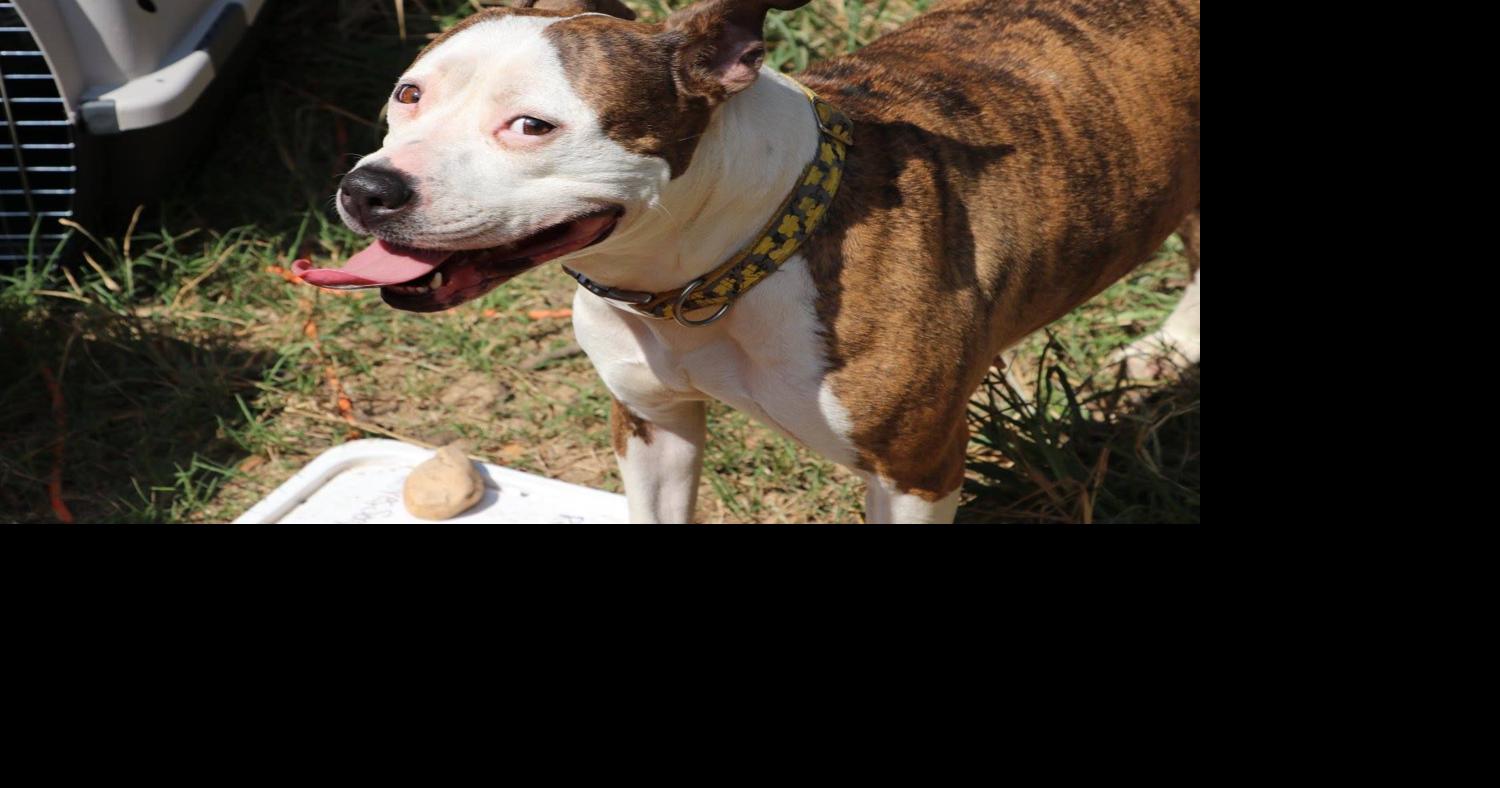 Marley's Mutts is looking for volunteers to help save pups | News ...