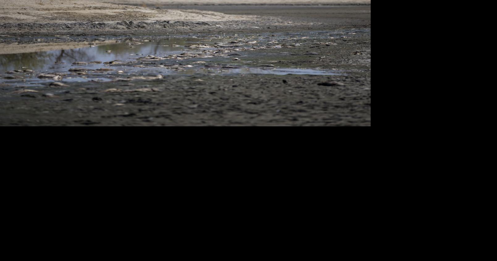 Raising a stink: A drained Truxtun Lake leaves hundreds of dead fish to ...