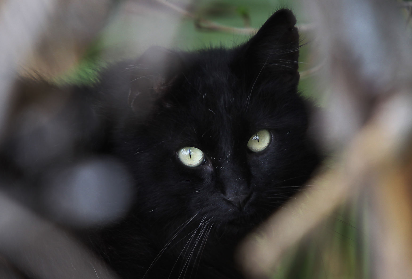1891366735-data.jpg-1 black cat | Columnists | bakersfield.com