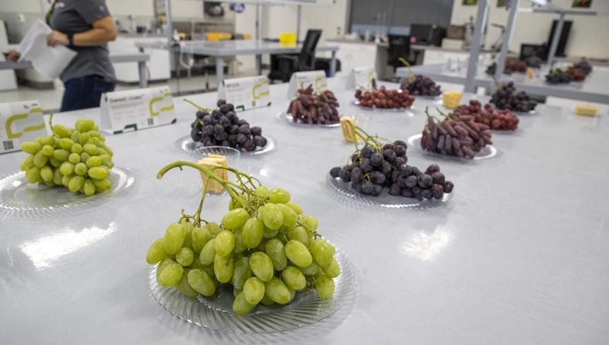 Table grape growers look for good timing | Bakersfield Life ...