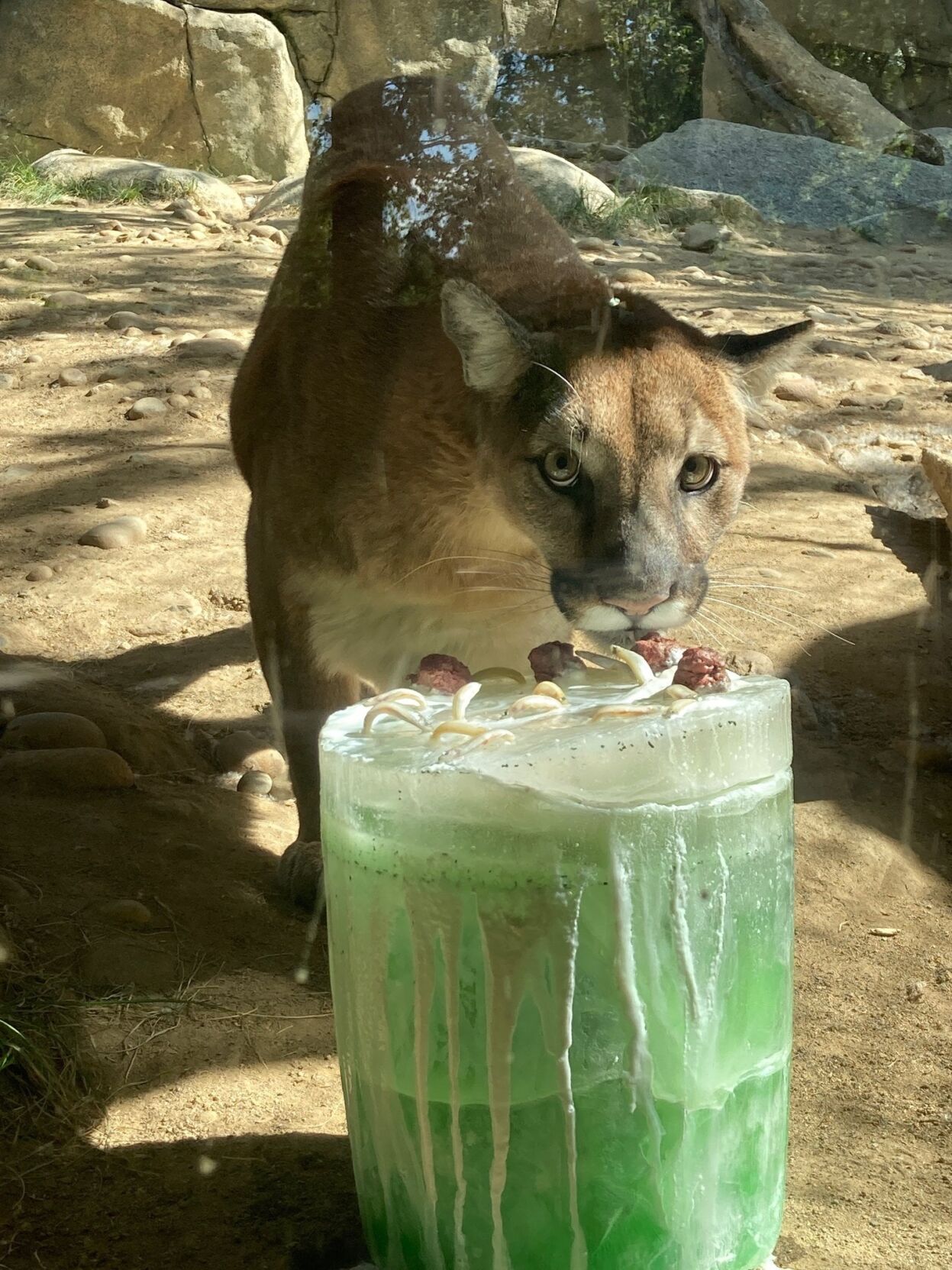 CALM's Zoofari rescheduled to Sept. 14 | | bakersfield.com