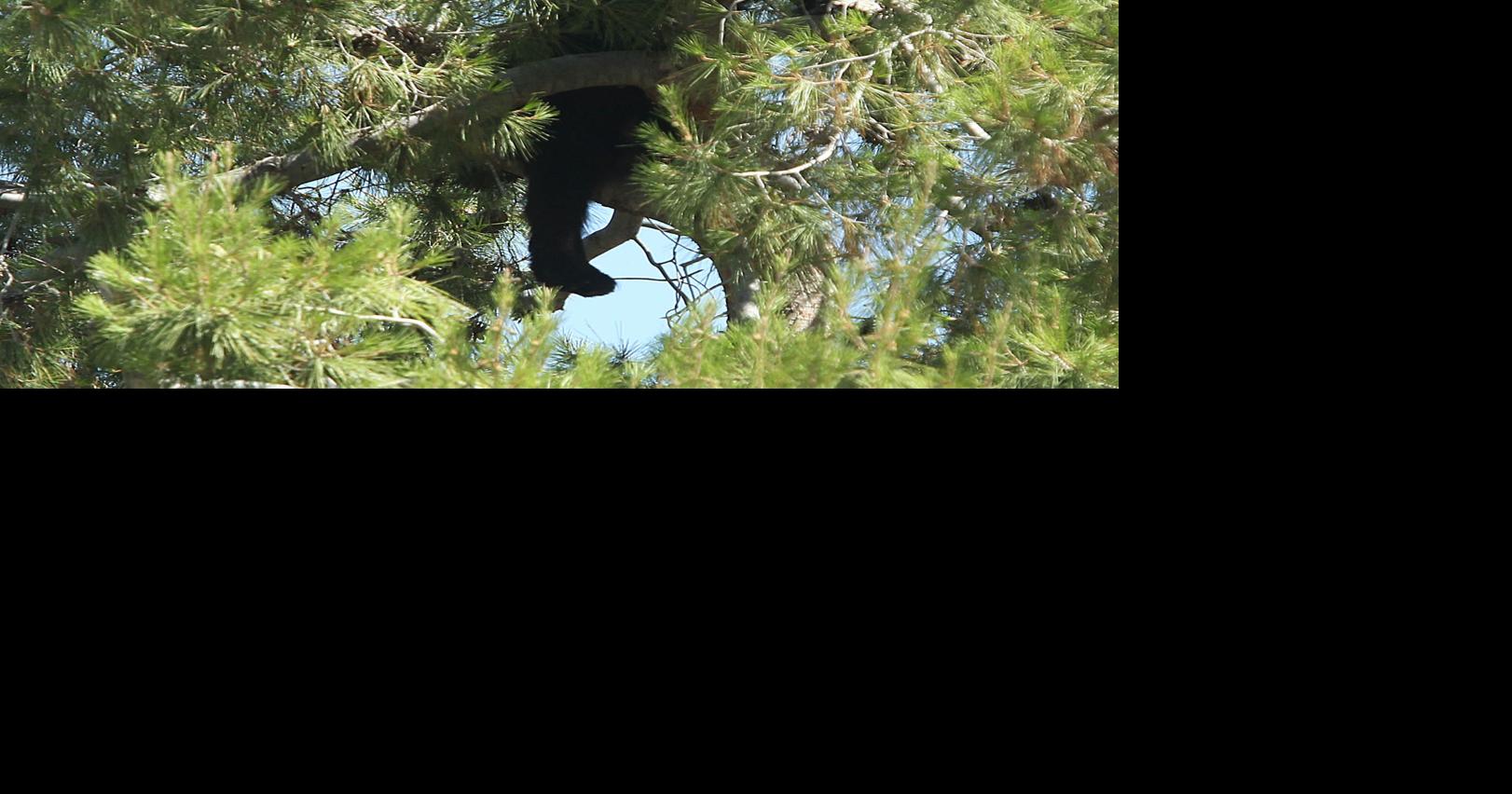 A word to the wise: Leave those bears alone | News | bakersfield.com