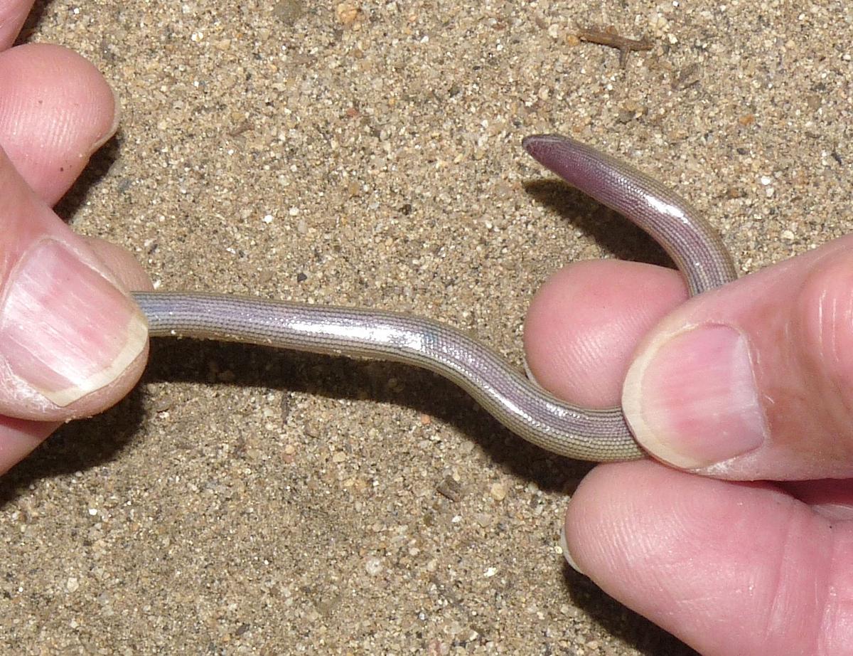 New Lizard May Be First Species Named For Bakersfield News