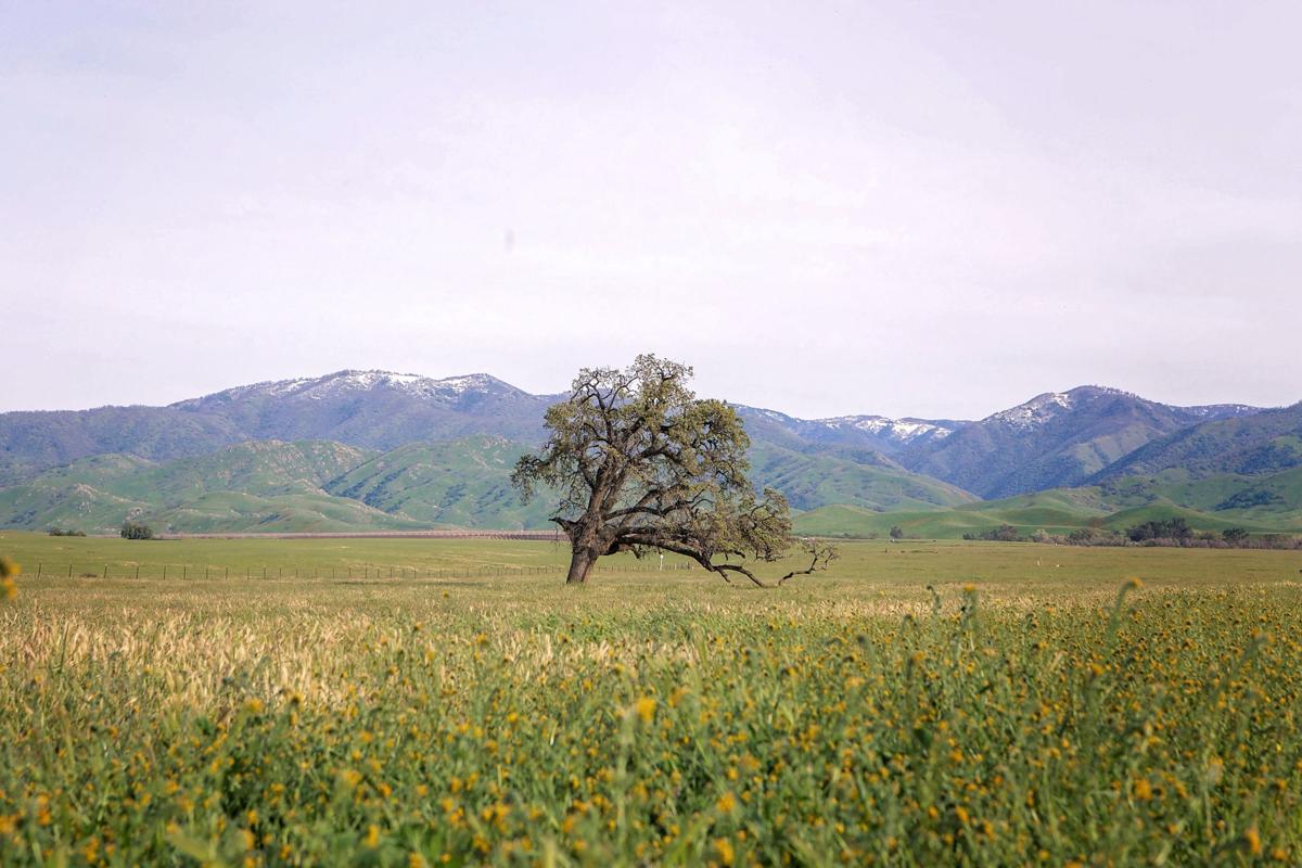 Tejon Ranch celebrates its 175th anniversary with history predating the ...