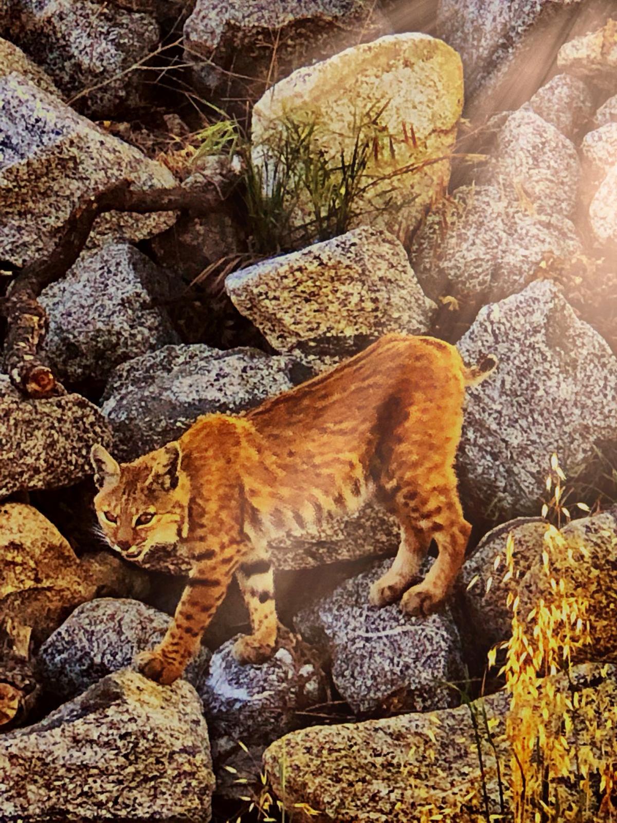 THROUGH YOUR LENS: Summertime animals | Photo Galleries | bakersfield.com