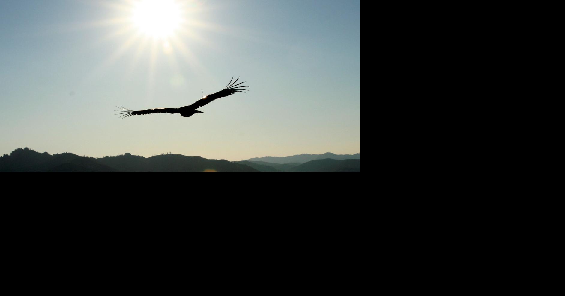 $15,000 reward offered in fatal shooting of California condor in Kern ...