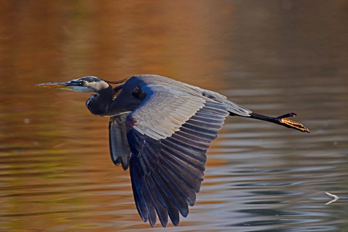 THROUGH YOUR LENS: Birds take flight | Photo Galleries | bakersfield.com