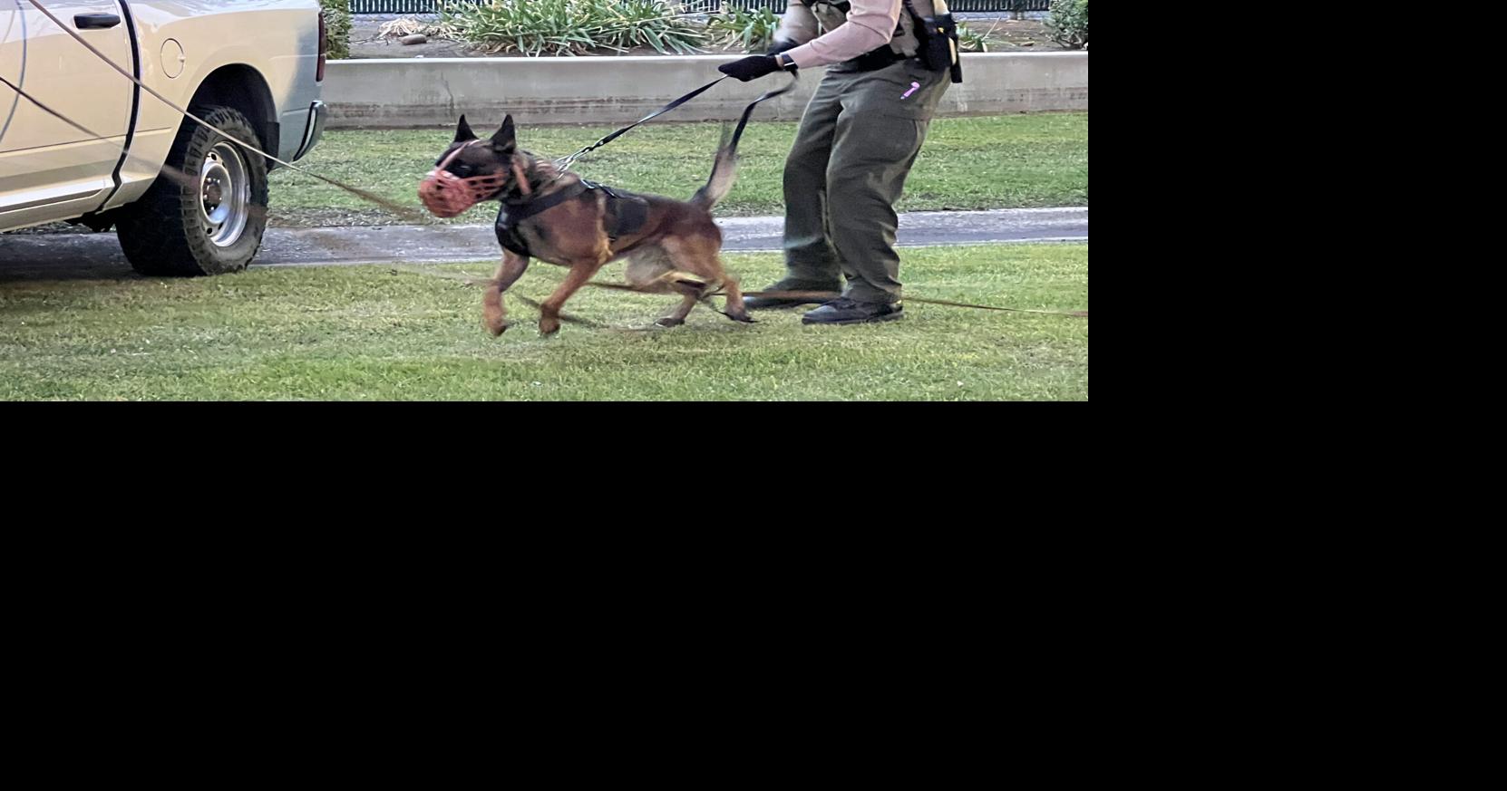 KCSO thanks community for support after K-9 dies while on duty | News ...