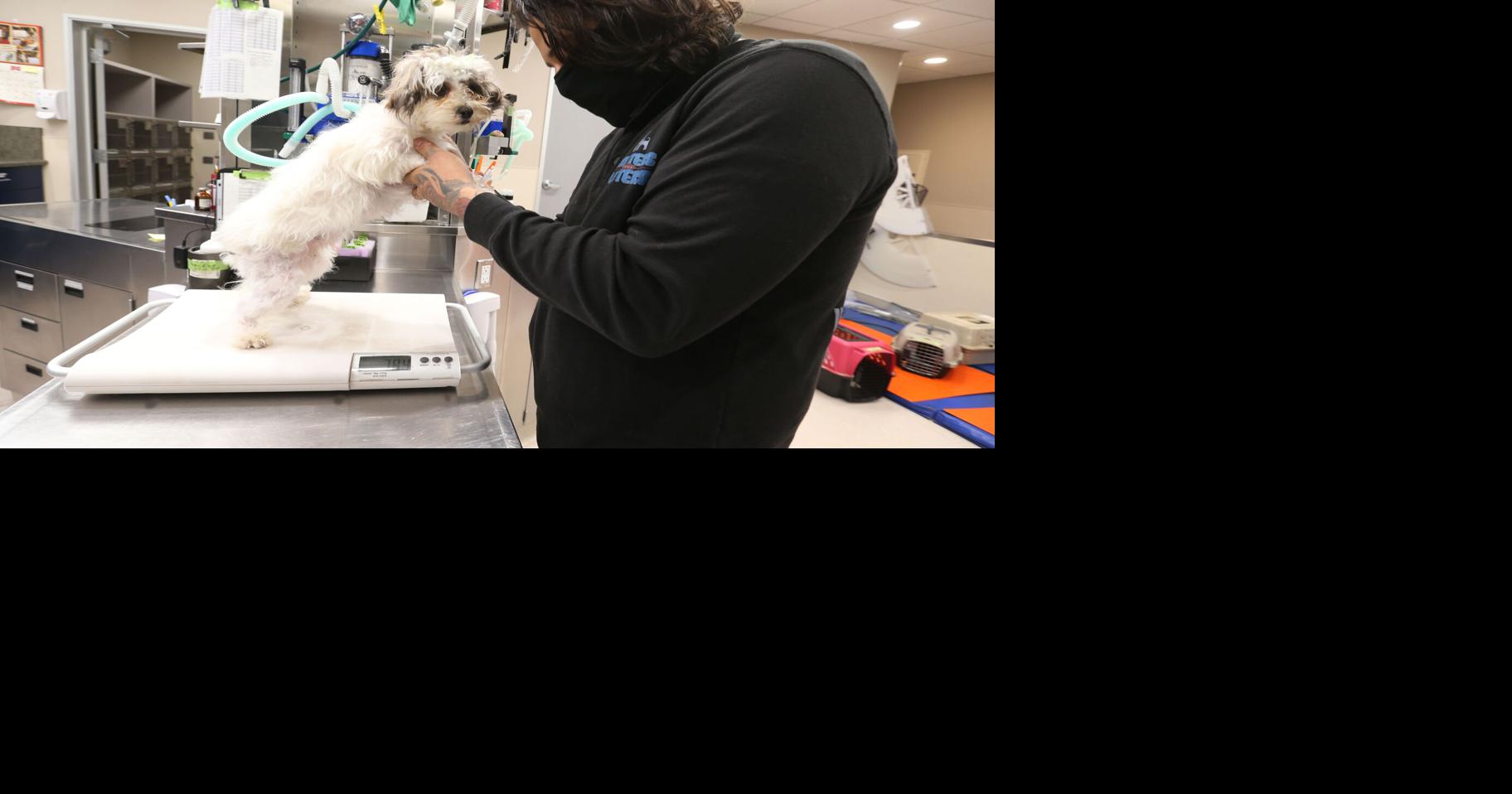 Nonprofit Critters Without Litters announces changes to spay/neuter ...