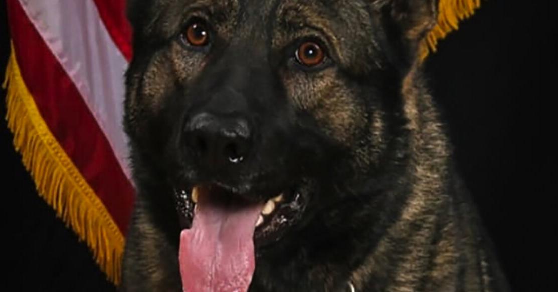 Court reports: Gang member admits to shooting at Delano K-9 Axel in ...