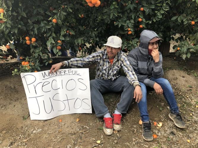 Contracted mandarin pickers protest pay-rate decrease by Wonderful ...