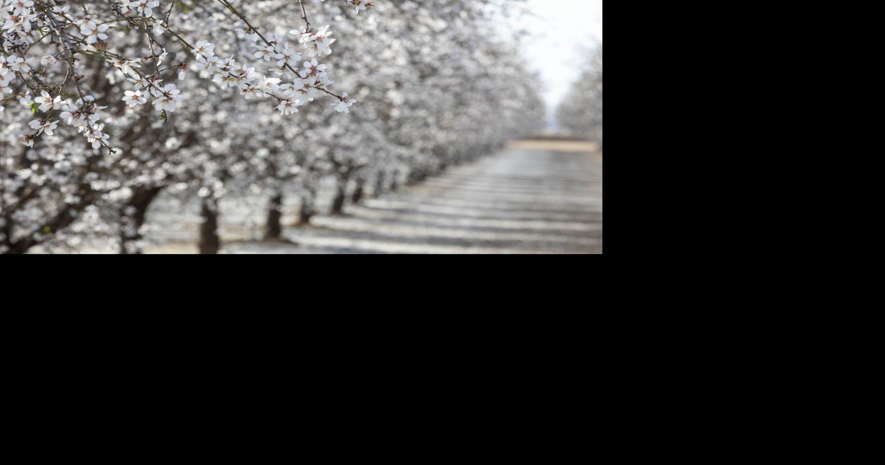 Farm groups say USDA plan for $80M in specialty crop purchases not ...