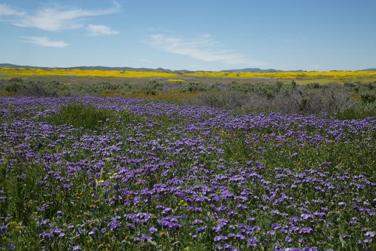 THROUGH YOUR LENS: Carrizo Plain National Monument | Photo Galleries ...
