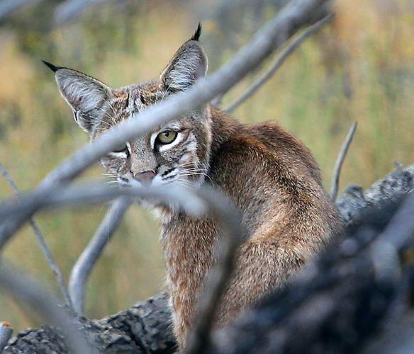 bobcat gallery