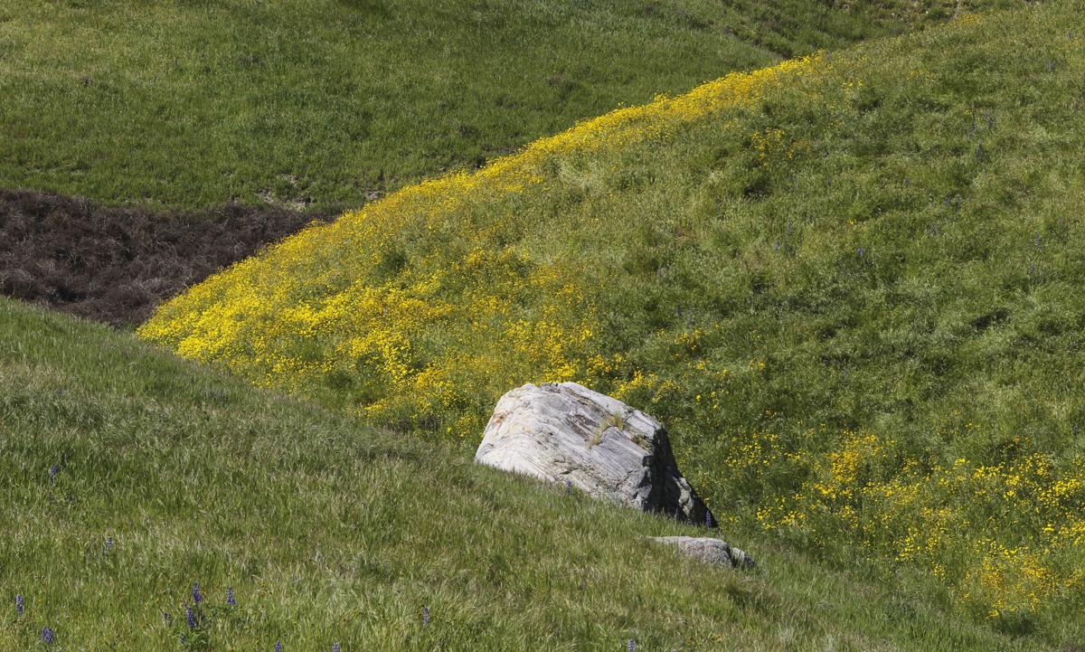 Photo Gallery: Wind Wolves Preserve In The Spring | Herb Benham ...